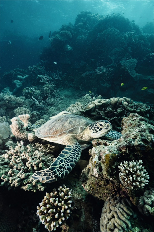 National Geographic: Патување низ светот преку наградени фотографии за 2023 - Trn.mk