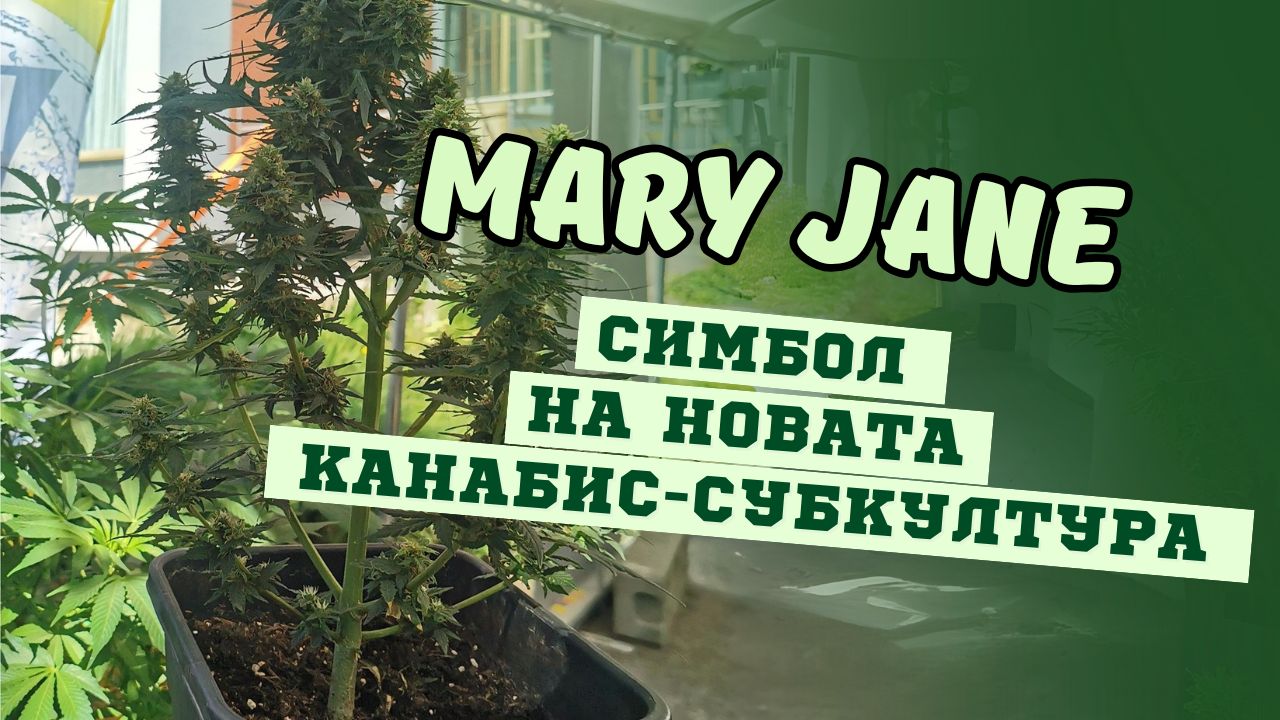 Канабисот е легален, а заедницата посилна: Како изгледа Mary Jane по историската одлука - Trn.mk